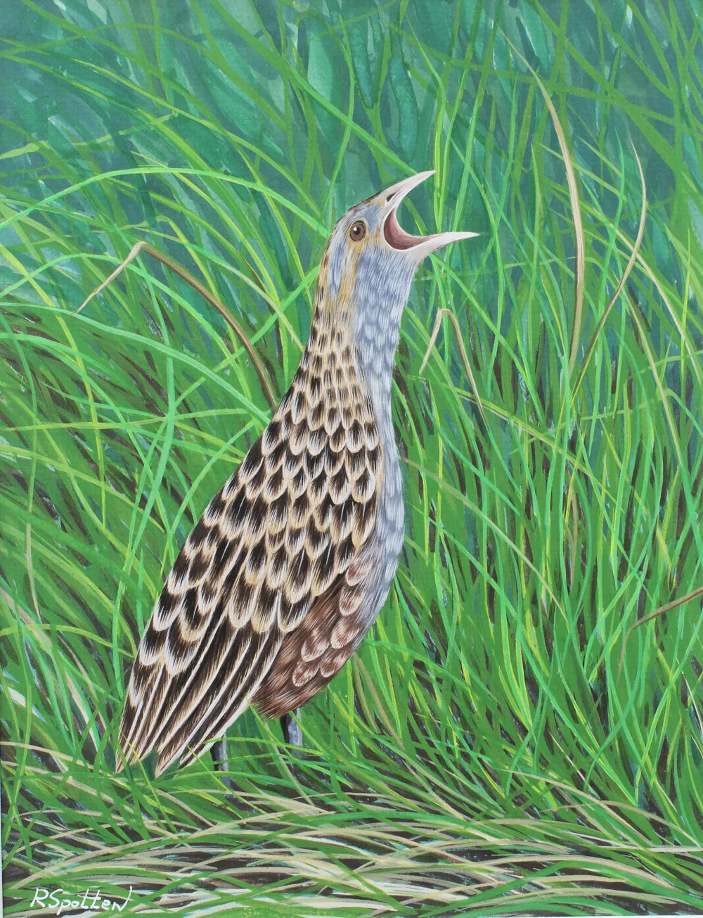 Corncrake on Rathlin Island - Gouache and Watercolour painting by Robe ...